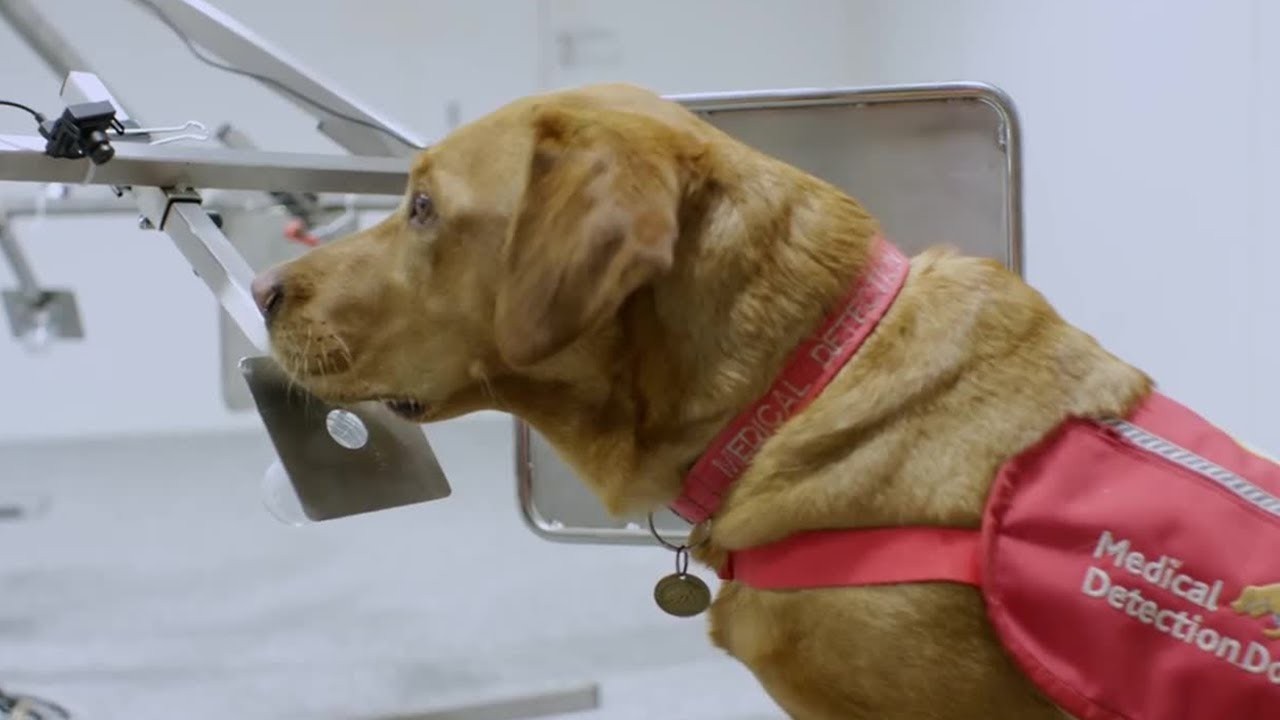 Can Dogs Detect Cancer? The Truth Behind Canine Cancer-Sensing Abilities