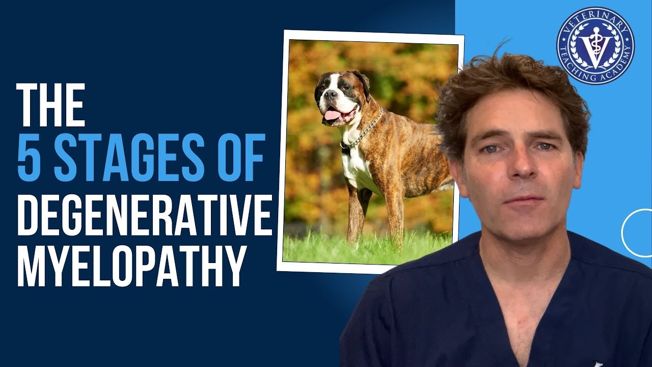 Searching for a Cure: Degenerative Myelopathy in Dogs