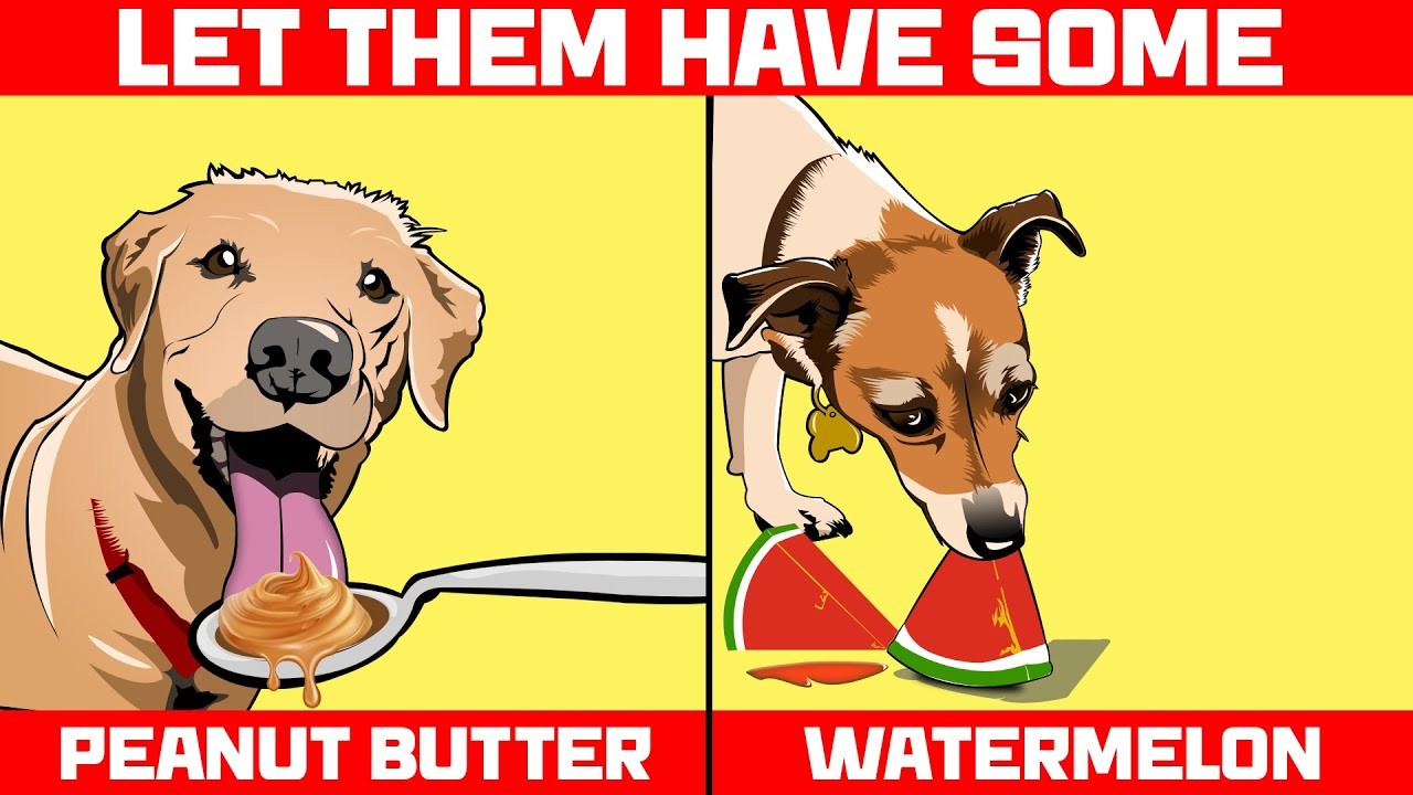 What Food Do Dogs Like to Eat?