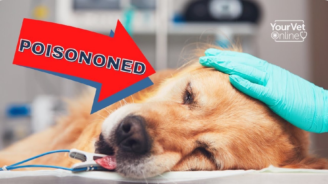 Señales para determinar si su perro ha sido envenenado