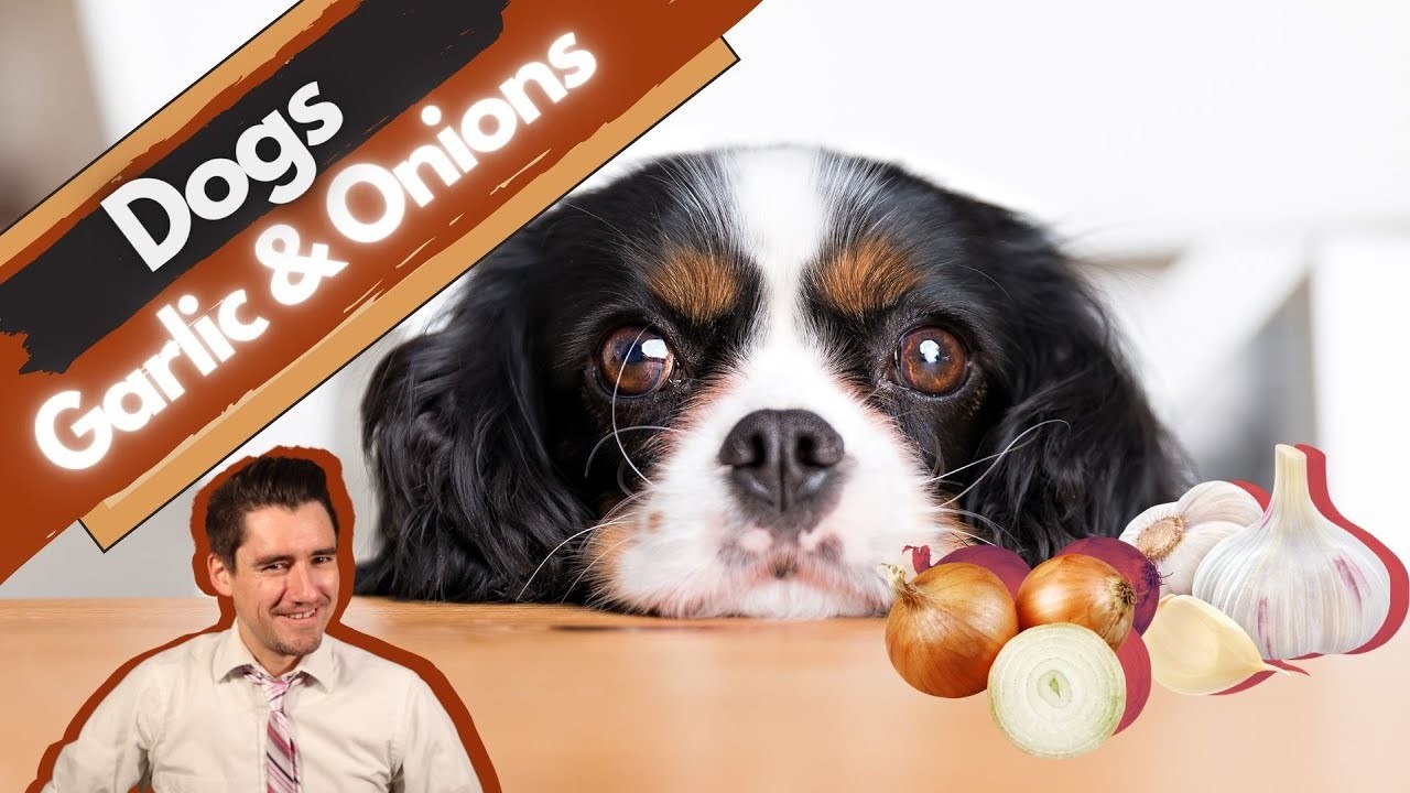 Home Remedies for Treating Garlic Poisoning in Dogs