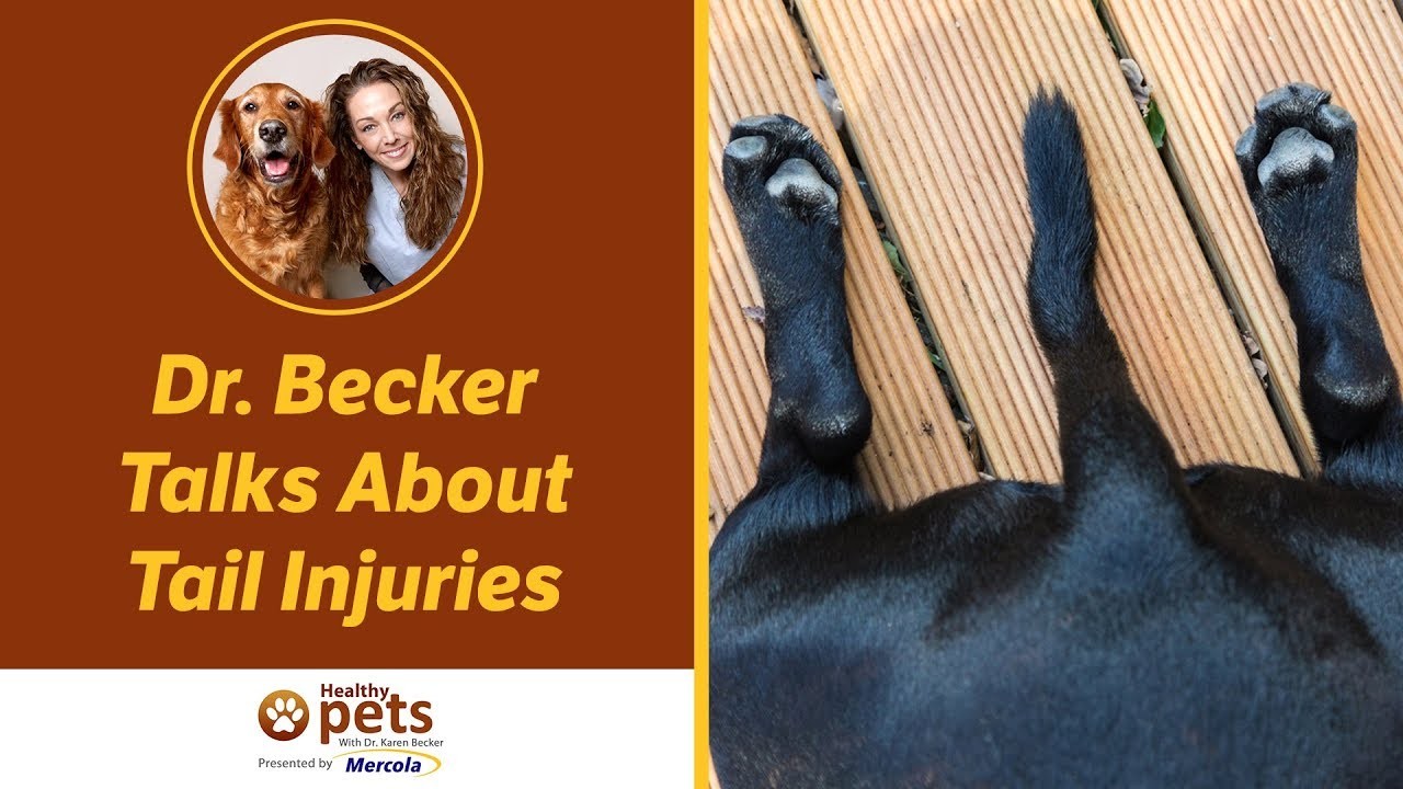 Can a dog's broken tail be fixed?
