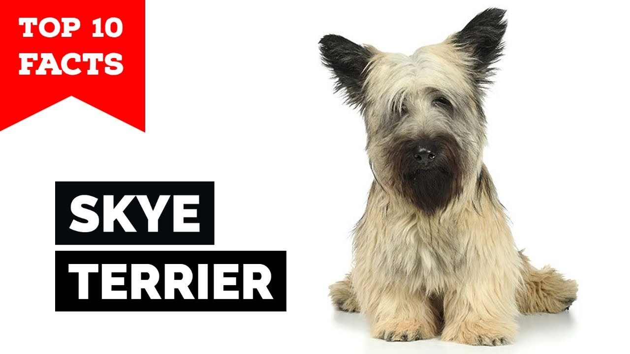 Are Skye Terriers Intelligent Dogs?