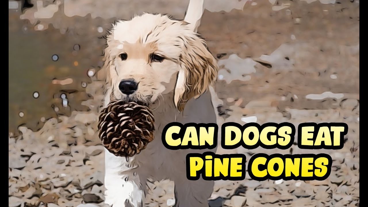 Are Pine Cones Toxic to Dogs? The Answer May Surprise You