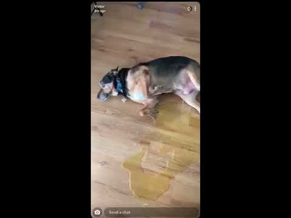 Understanding the Reasons Behind Your Puppy's Urination While Lying Down