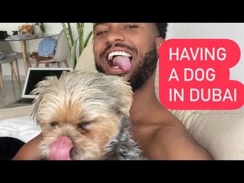 Are Dogs Welcome in Dubai? Exploring the Pet-Friendly Side of the City