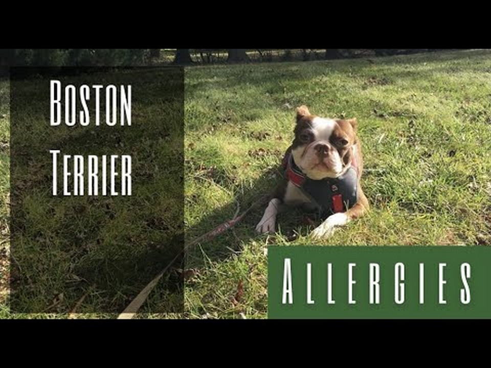 How to Soothe an Itchy Boston Terrier: Causes and Remedies