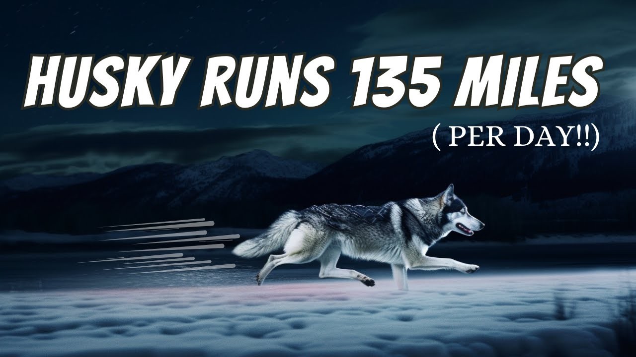 How Fast Can Husky Sleds Go? Unraveling the Speed Secrets of Sledding ...