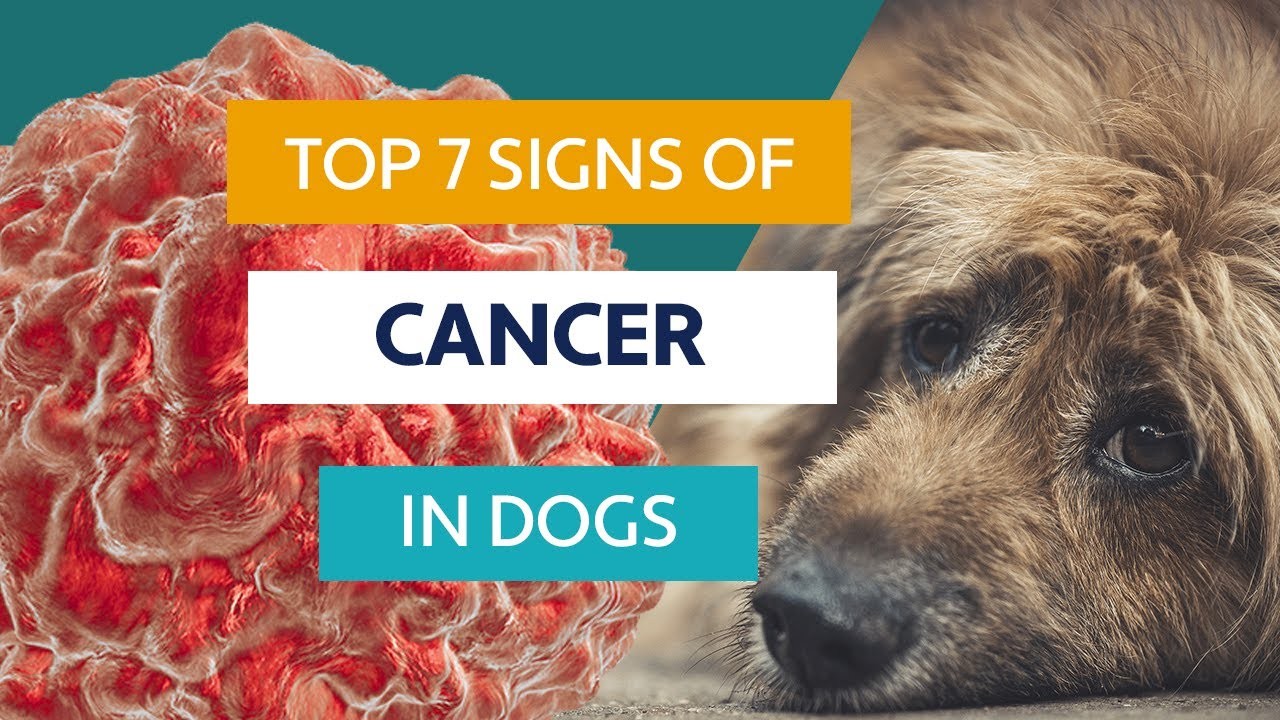 Understanding the Prevalence of Cancer in Dogs: Exploring the Reasons ...
