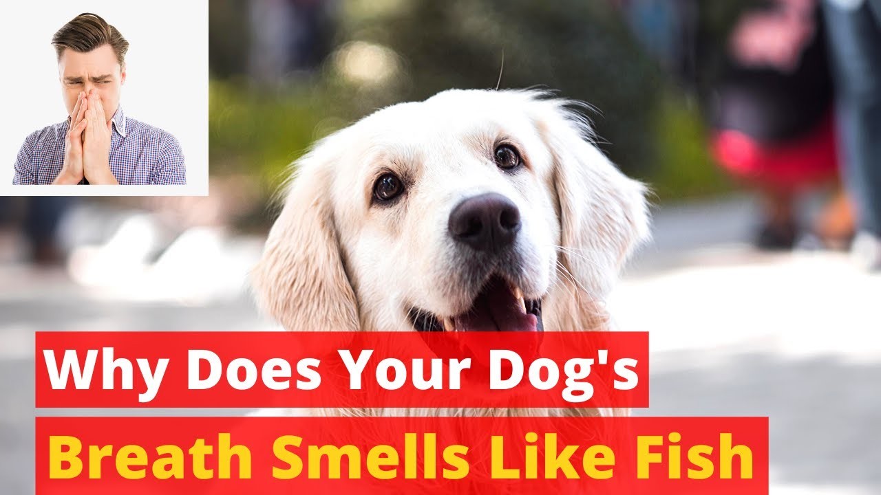 Why Does My Yorkie's Breath Smell Like Fish? Possible Causes and Solutions