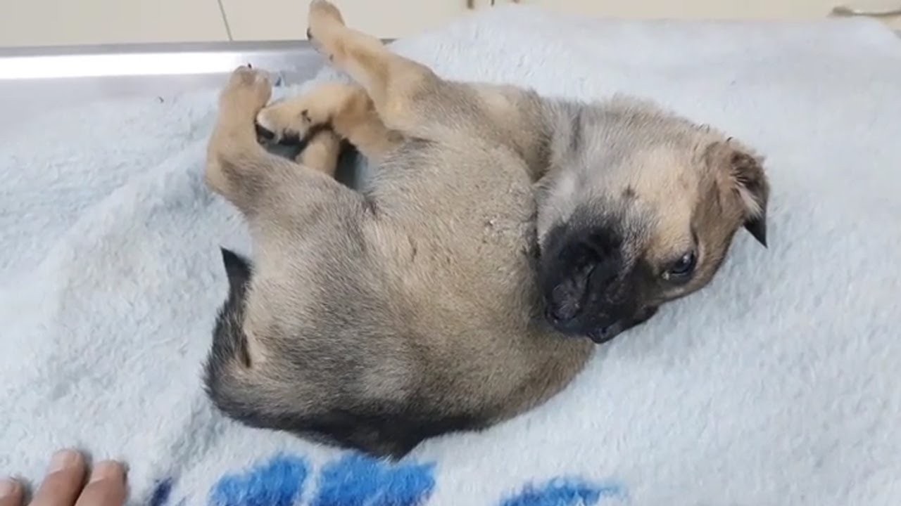 What to do if your puppy falls and gets injured