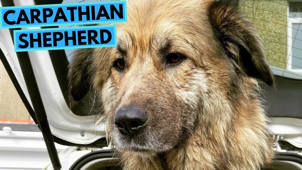 Does the Carpathian Shepherd Dog Bark? Unveiling the Vocal Habits of ...