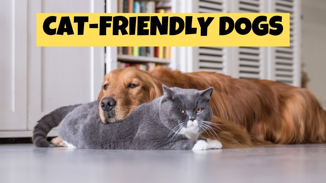 Are Petti Griffon Dogs Good with Cats?