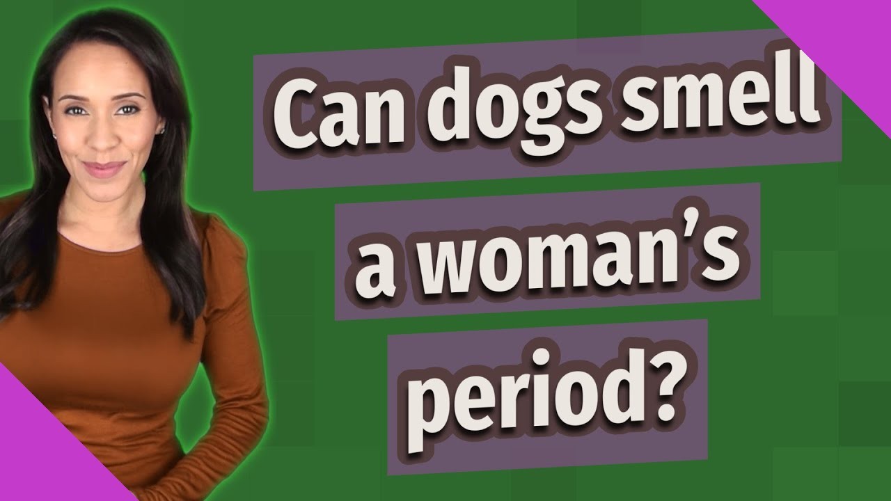 Do Dogs Have a Sixth Sense for Periods?