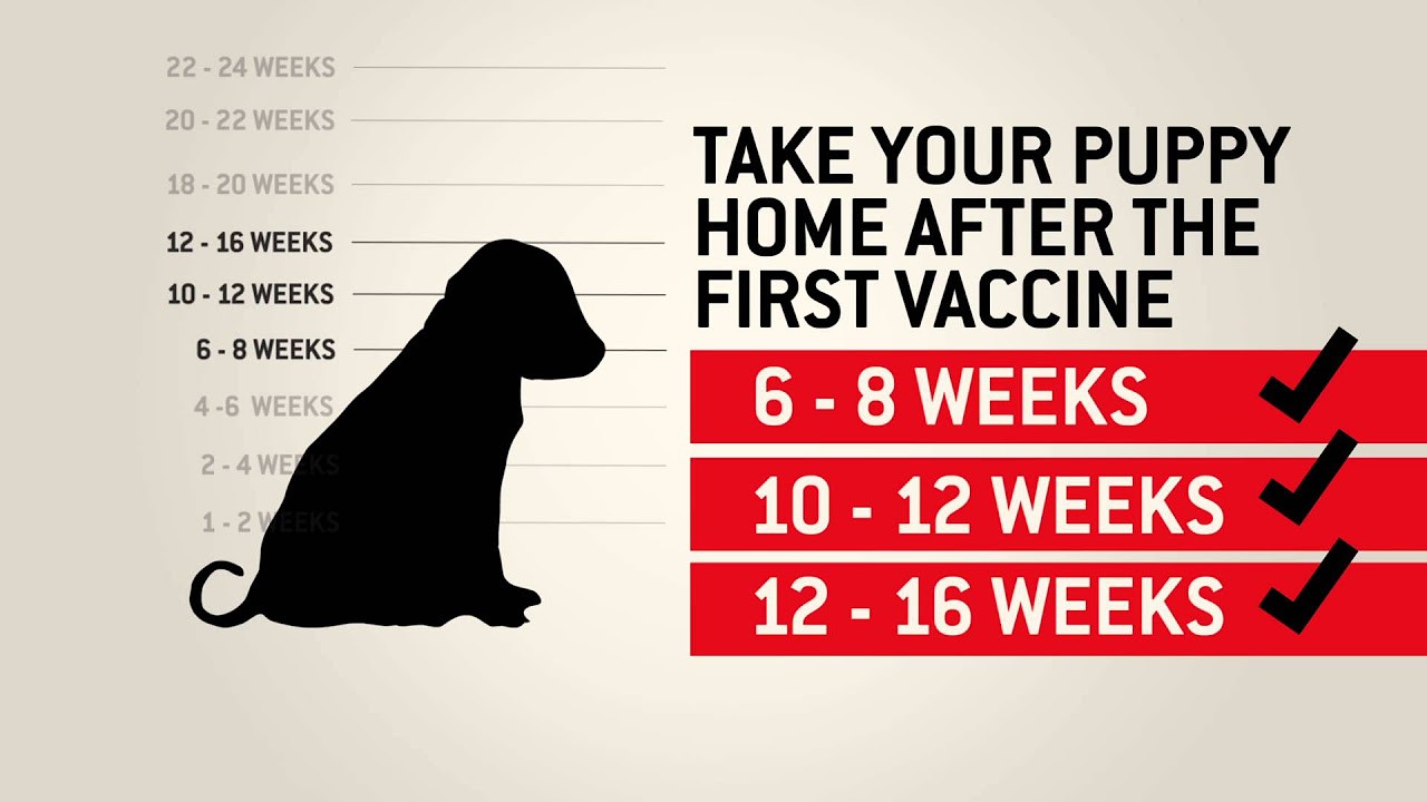 How Many Distemper Shots Do Puppies Need?