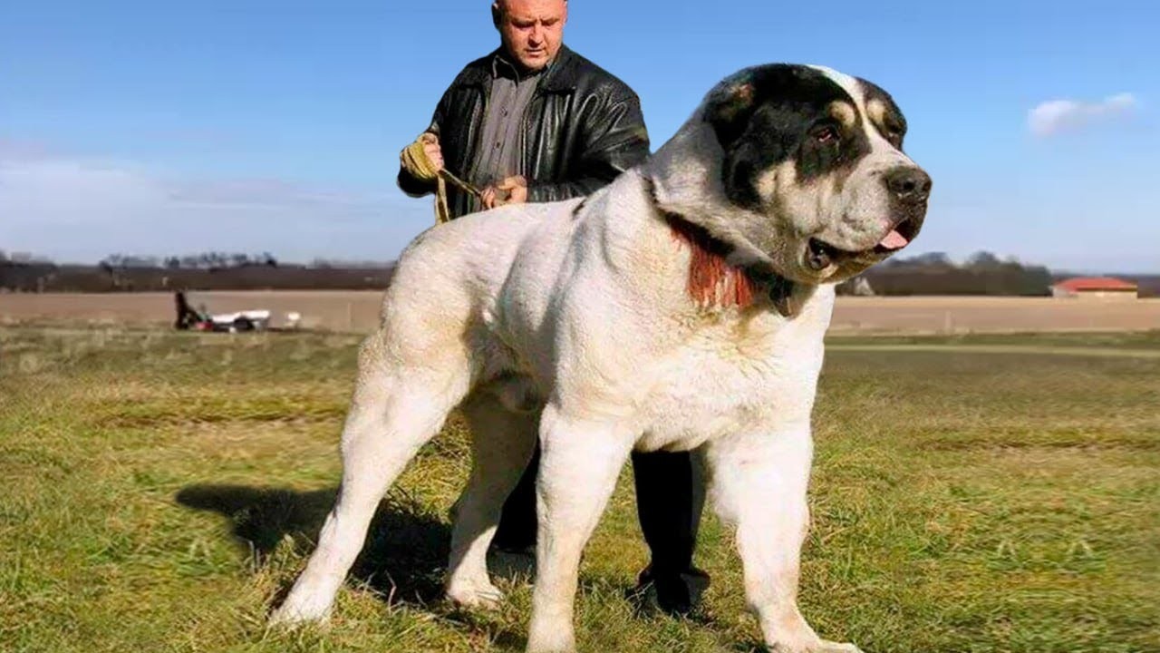 Discover the World's Largest Dog Breed: From Mastiffs to Great Danes