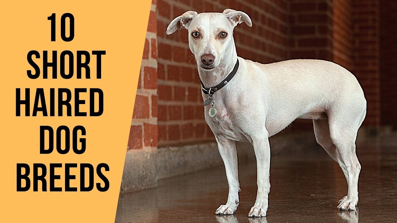 Choosing the Perfect Short Haired Family Dog: Top Picks for Your Household