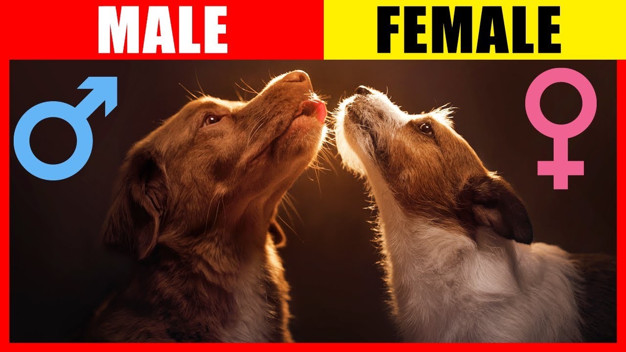 Which gender makes better service dogs: male or female?