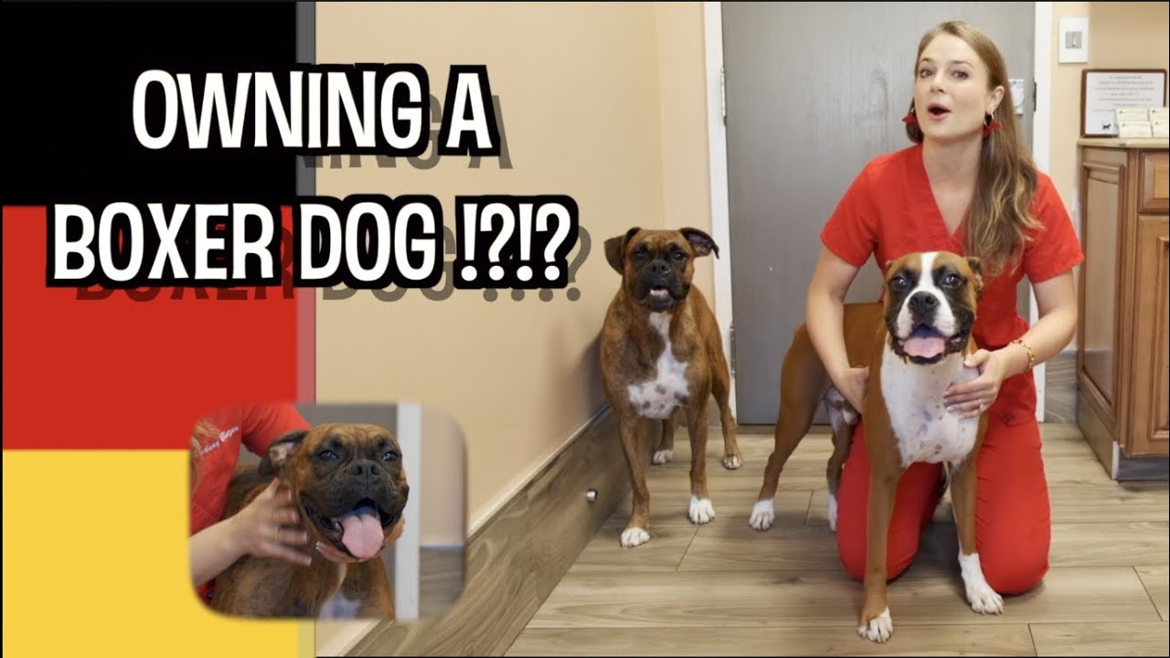 Are Boxers Good Pets? - Discover the Pros and Cons of Owning a Boxer