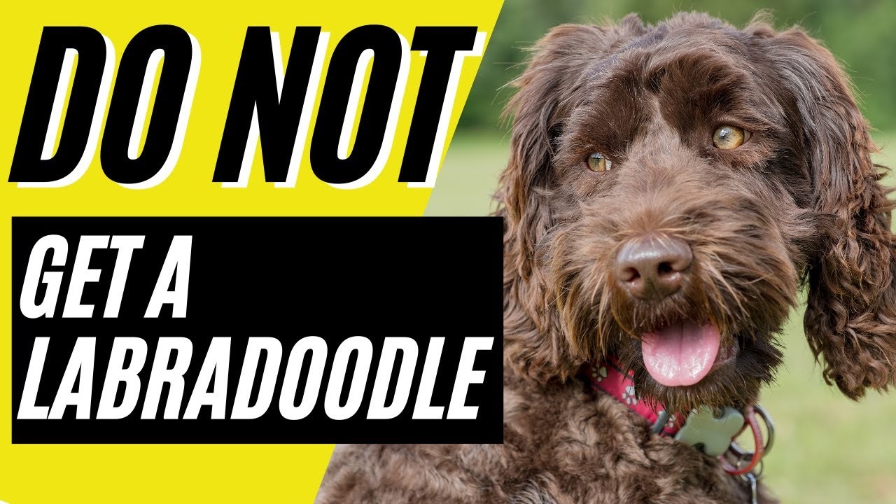 ¿Con qué frecuencia se debe cepillar a los labradoodles?