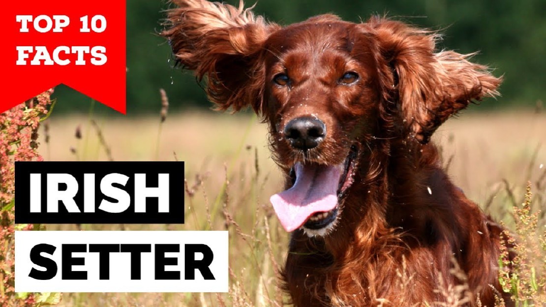 Are Irish Setters the Most Intelligent Dogs?