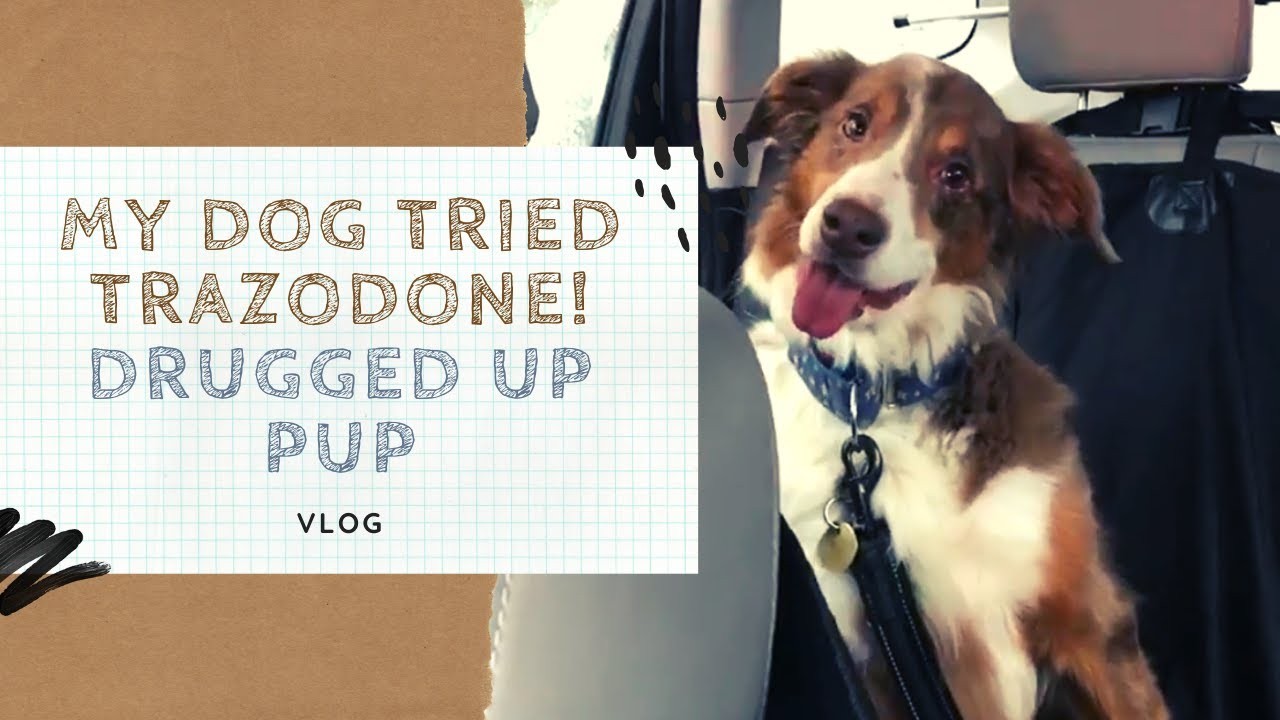 Is Trazodone Safe and Effective for Dog Sedation?