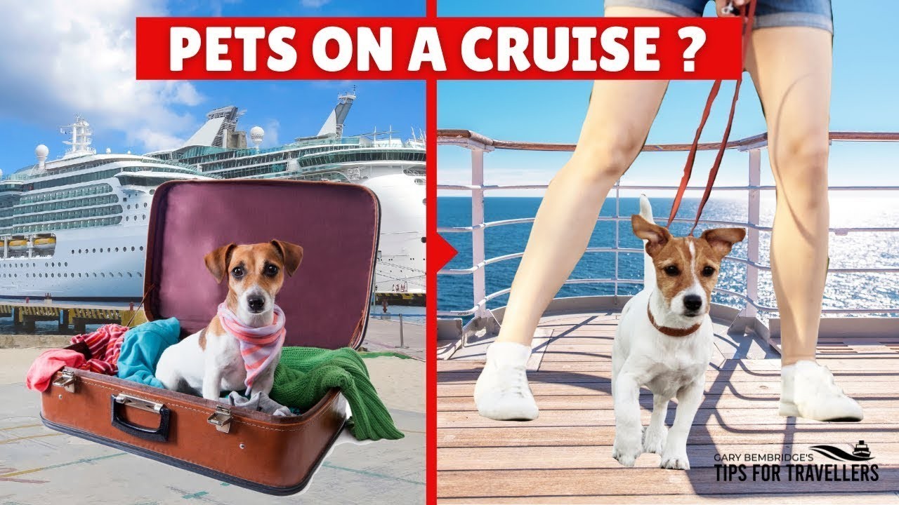Bringing Your Emotional Support Dog on a Cruise Ship: Everything You ...