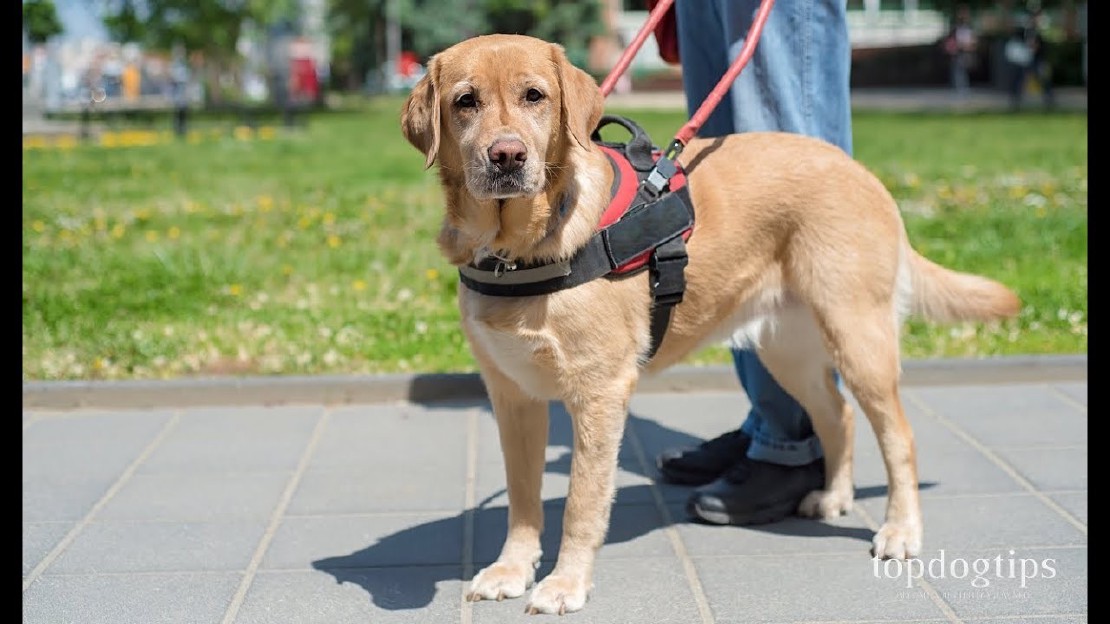 Van uw hond een hulphond maken: Stappen voor training en certificering