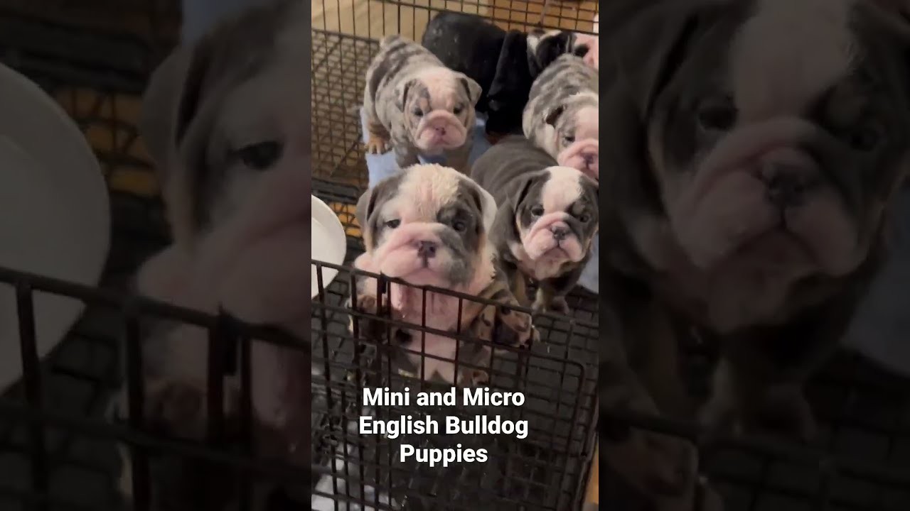 ¿Qué tamaño pueden alcanzar los micro bulldogs ingleses?