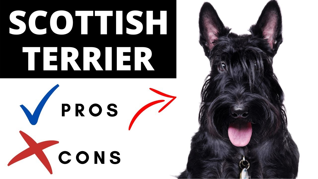 Are Scotties a Good Choice for Families?