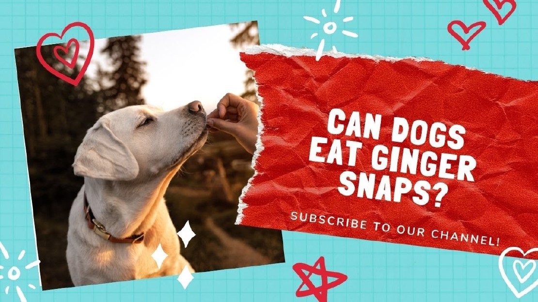 Can Dogs Eat Ginger Snaps? The Safe and Not-So-Safe Side of Ginger ...