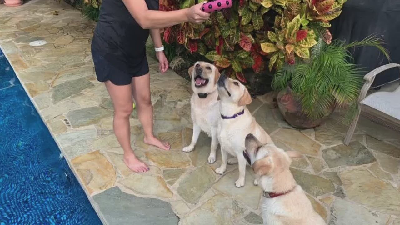 Do Dogs Recognize Their Siblings? Exploring the Familial Bonds Among ...