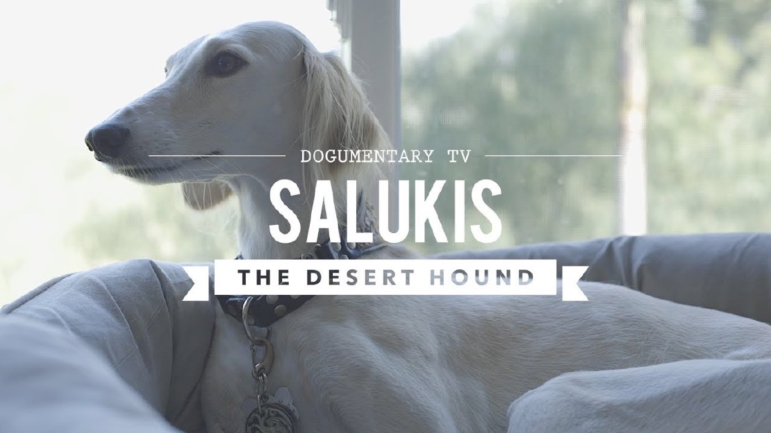 Do Salukis Shed? Understanding the shedding patterns of Saluki dogs
