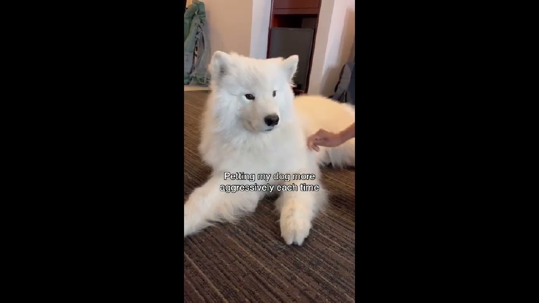 Understanding the Samoyed Temperament: Can a Samoyed be Aggressive?
