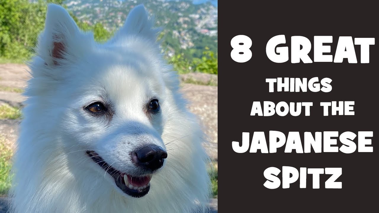 Are spitz puppies naturally lazy or just misunderstood?