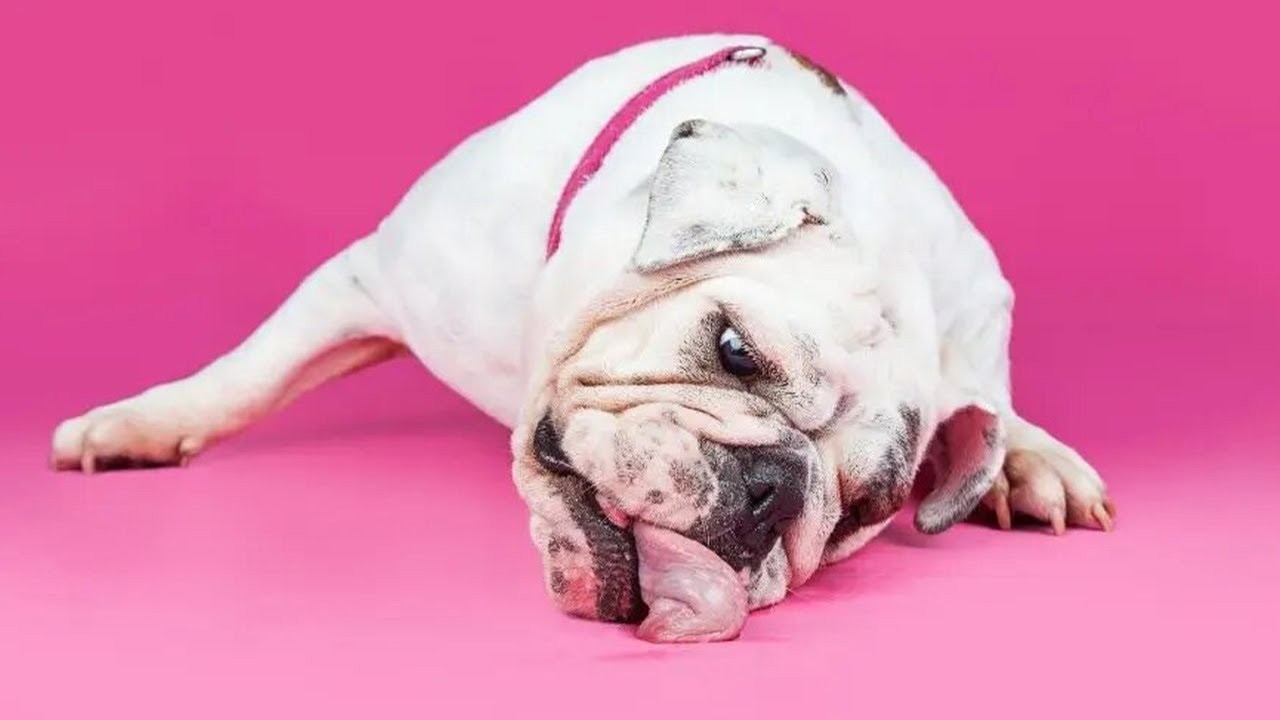 5 redenen waarom je hond constant aan het tapijt likt