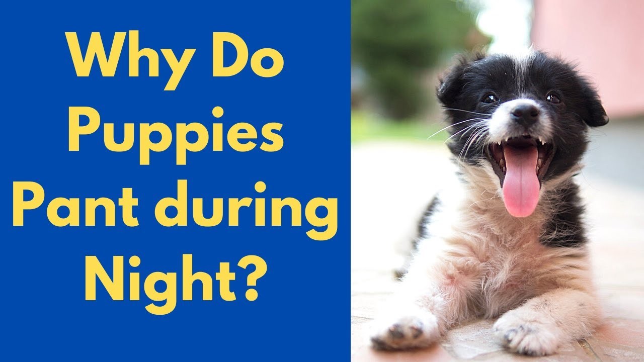 Cómo entender el jadeo excesivo del cachorro por la noche: Causas y ...