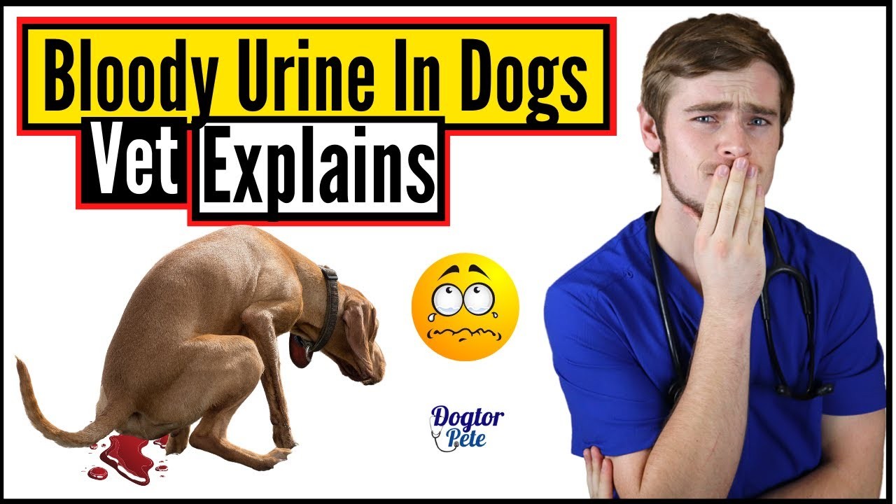 Causas e implicaciones de la sangre en la orina de mi perro
