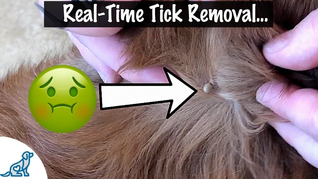 Can ticks burrow under a dog's skin?