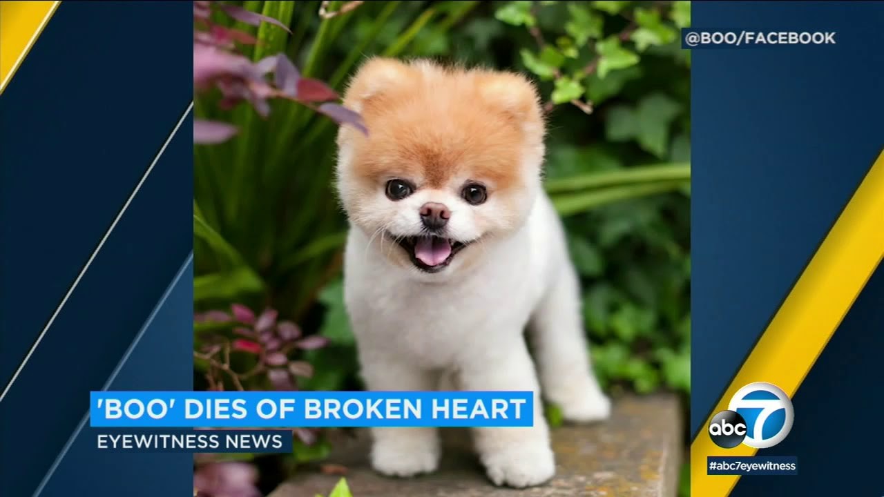 Boo et Jiffpom sont-ils le même chien