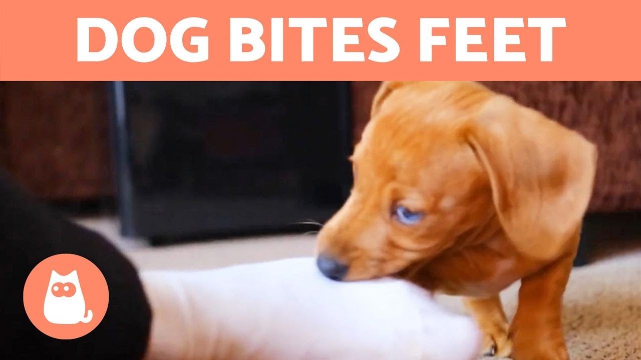 Understanding the Reasons Behind Why Dogs Bite Feet
