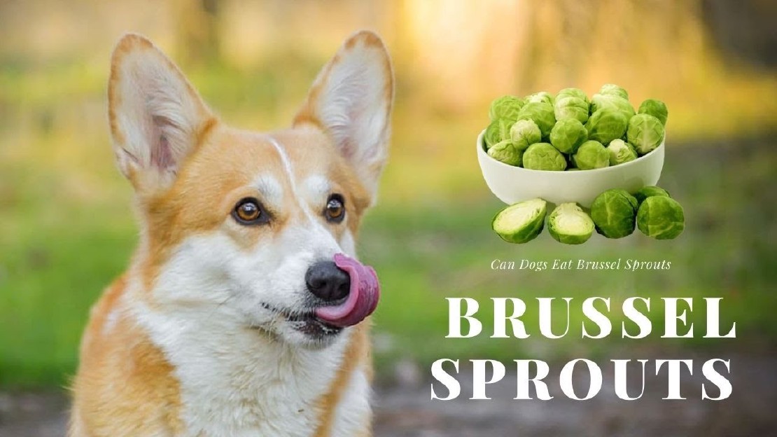 Can Dogs Eat Cooked Brussel Sprouts? A Guide for Pet Owners