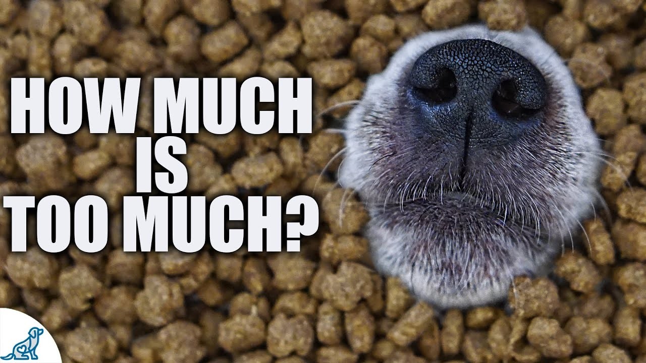 Can Too Many Treats Harm Your Dog's Health?