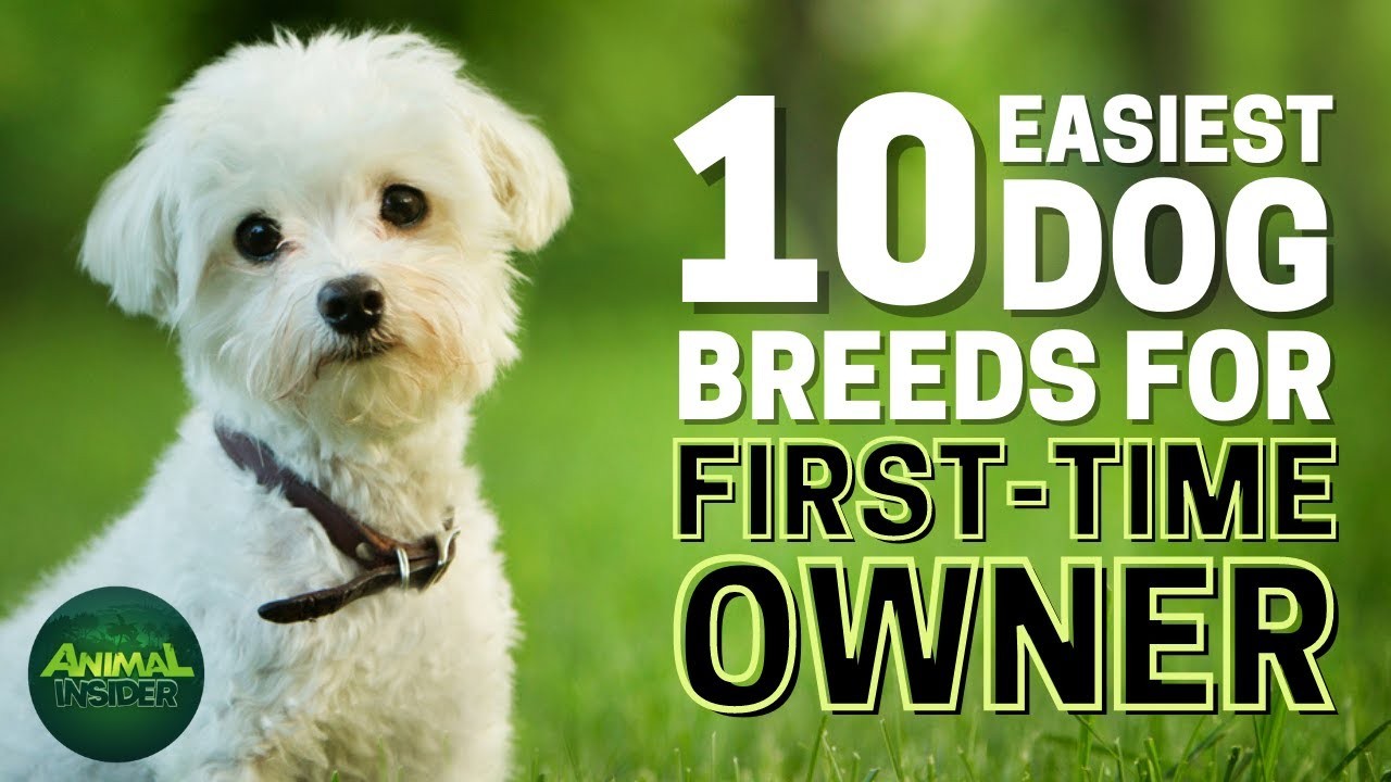 Las 10 razas de perro más fáciles de adiestrar