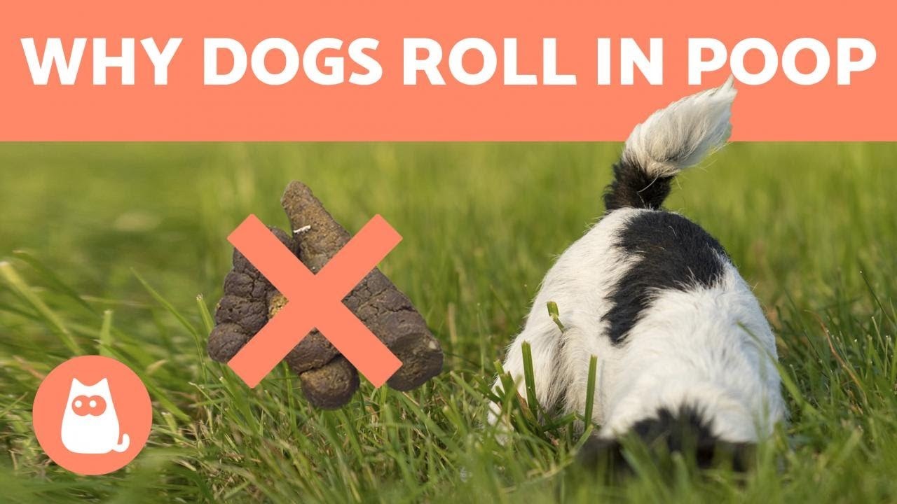 Understanding the Urge: Why Does My Shih Tzu Roll in Poop?