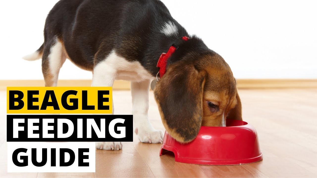 Guía de alimentación del Beagle: ¿Cuánto deben comer los Beagles?