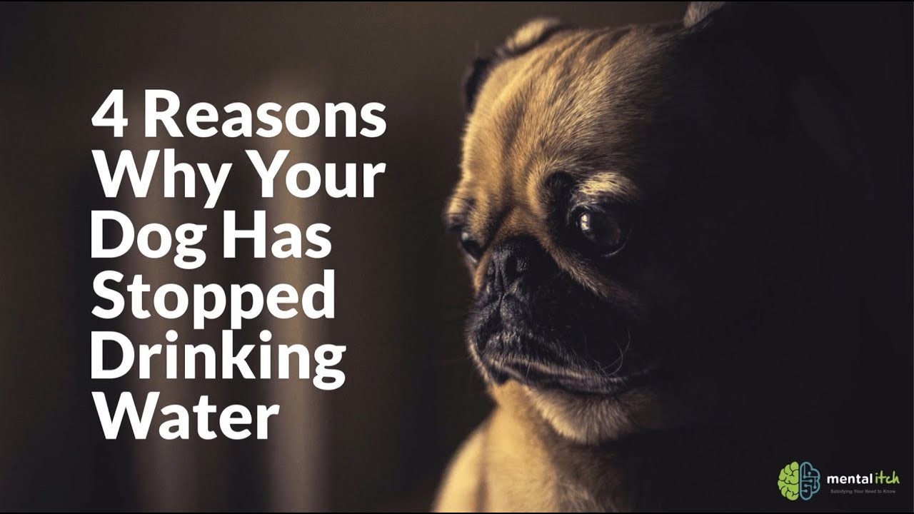 Razones por las que su perro ha dejado de beber agua