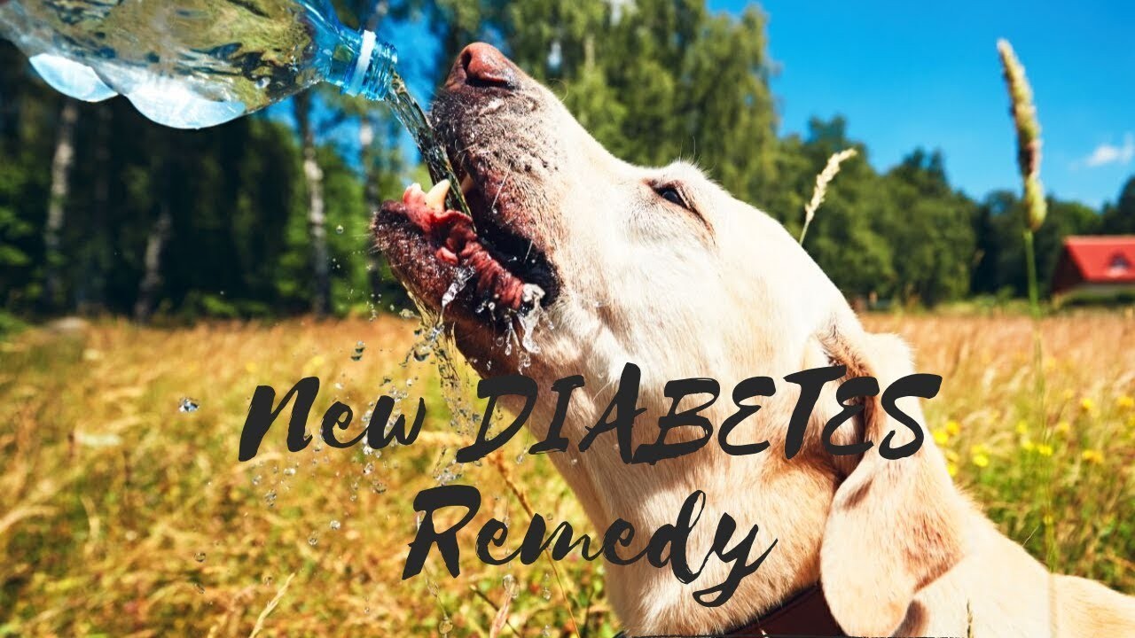 Cómo entender la micción excesiva y la sed en los perros