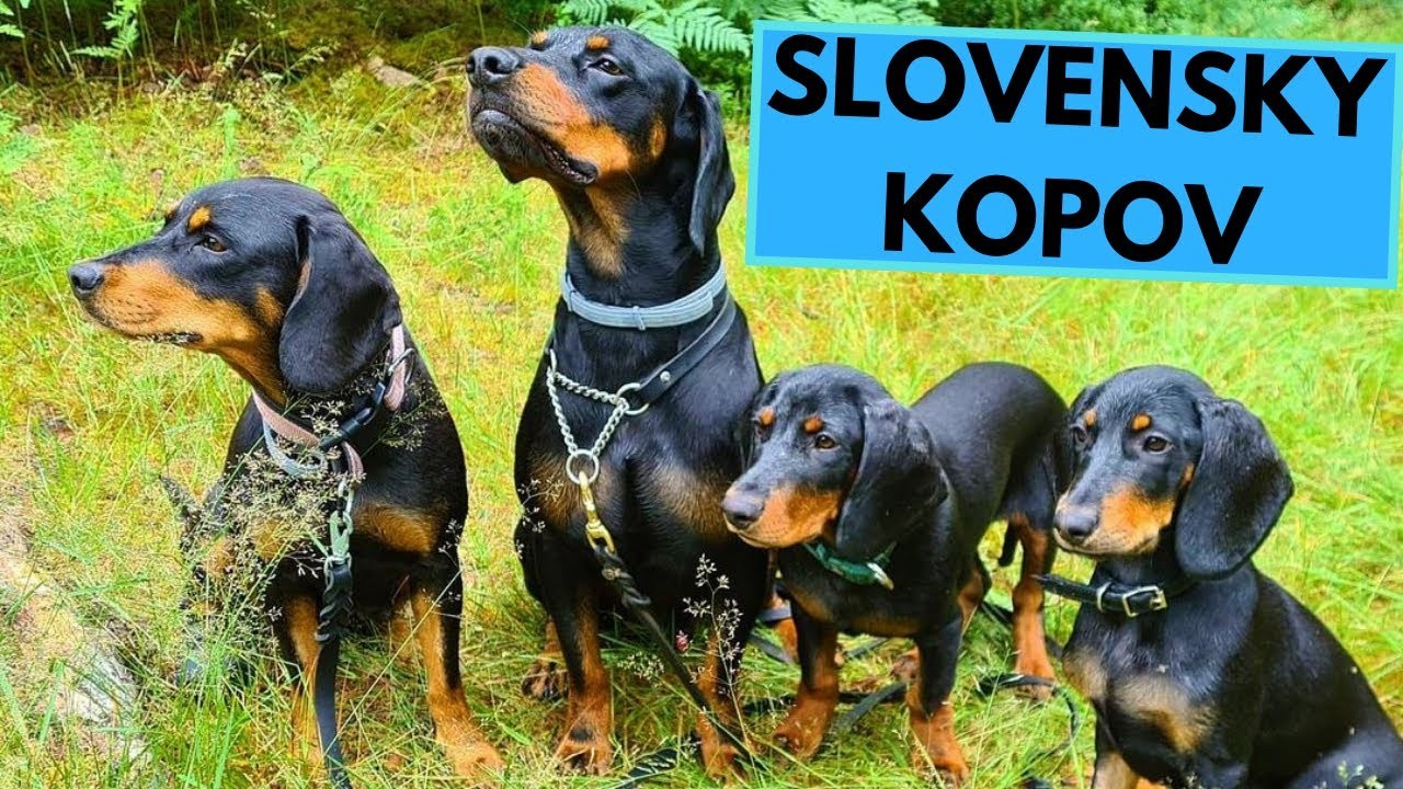 Are slovensky kopov the most intelligent dogs?