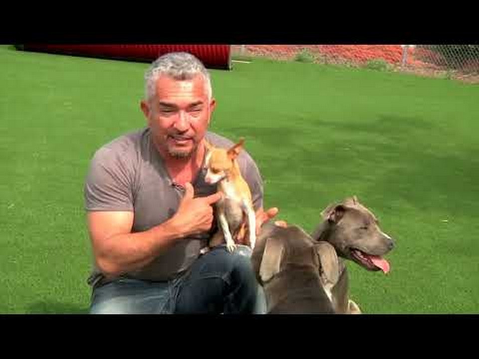 Les races de petits et de grands chiens peuvent-elles s'accoupler avec ...